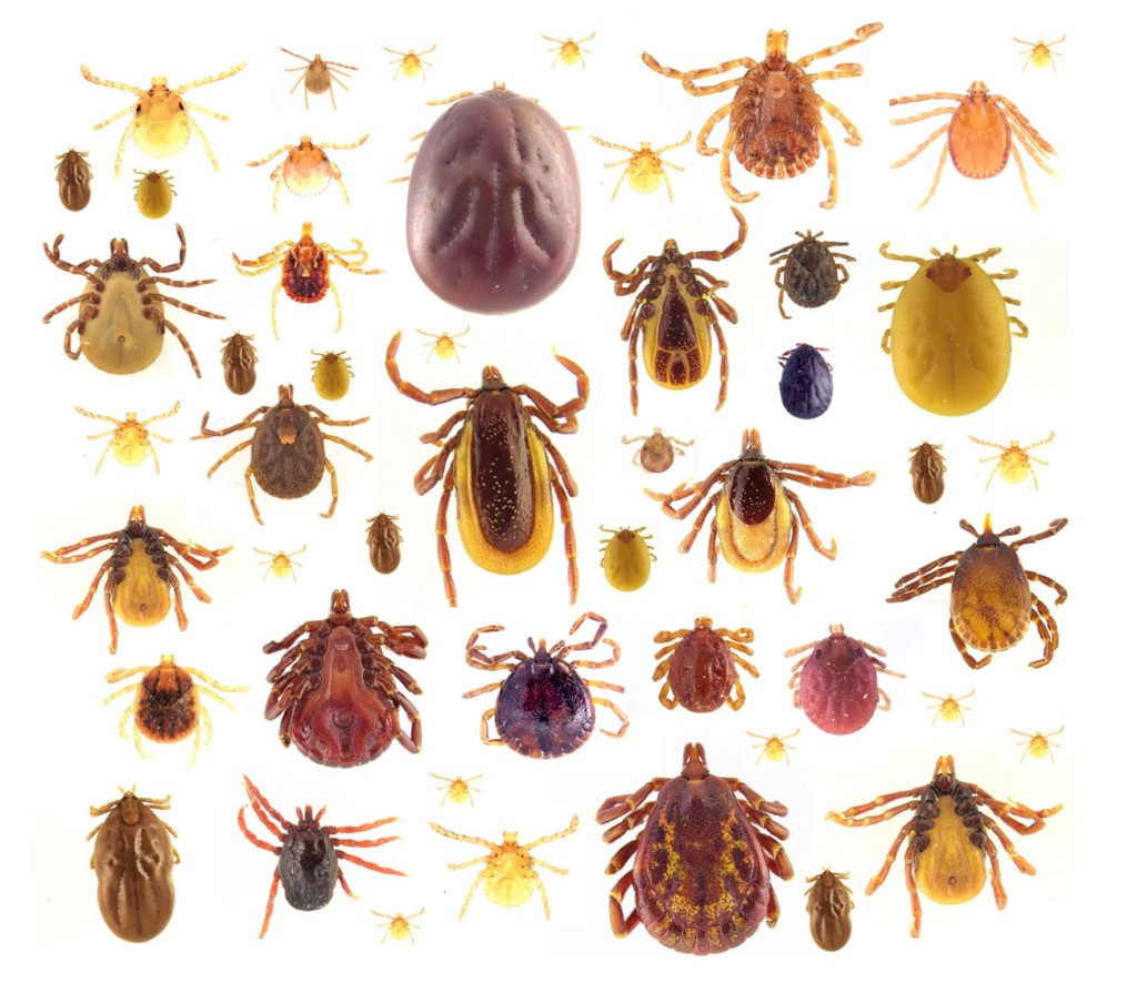 Newsletter Spectra Diagnostic N°22 – Spectra Diagnostic